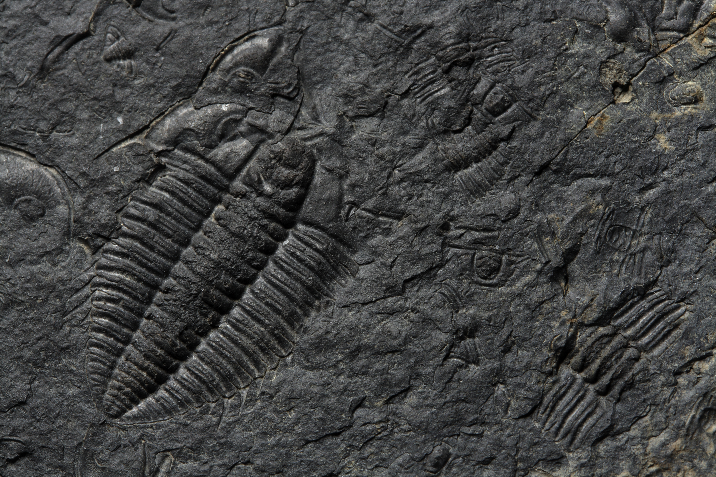 Fossila bränslen – läromedel i kemi åk 4,5,6